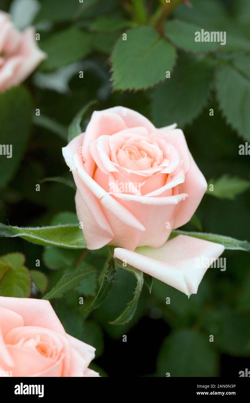 Maya rosa immagini e fotografie stock ad alta risoluzione - Alamy