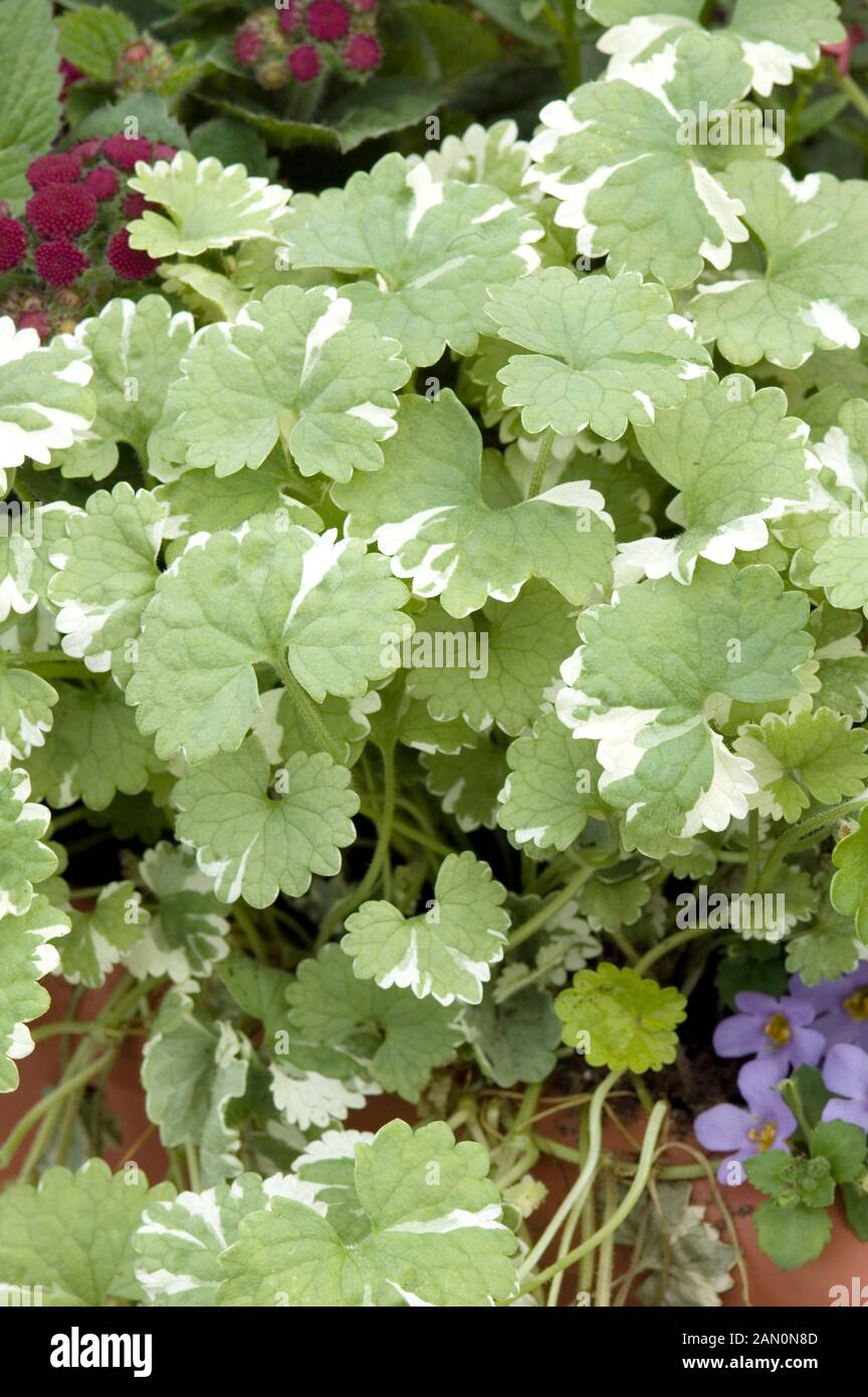 Glechoma hederacea variegata immagini e fotografie stock ad alta ...