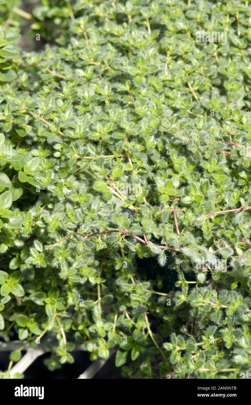 Thymus pseudolanuginosus immagini e fotografie stock ad alta ...