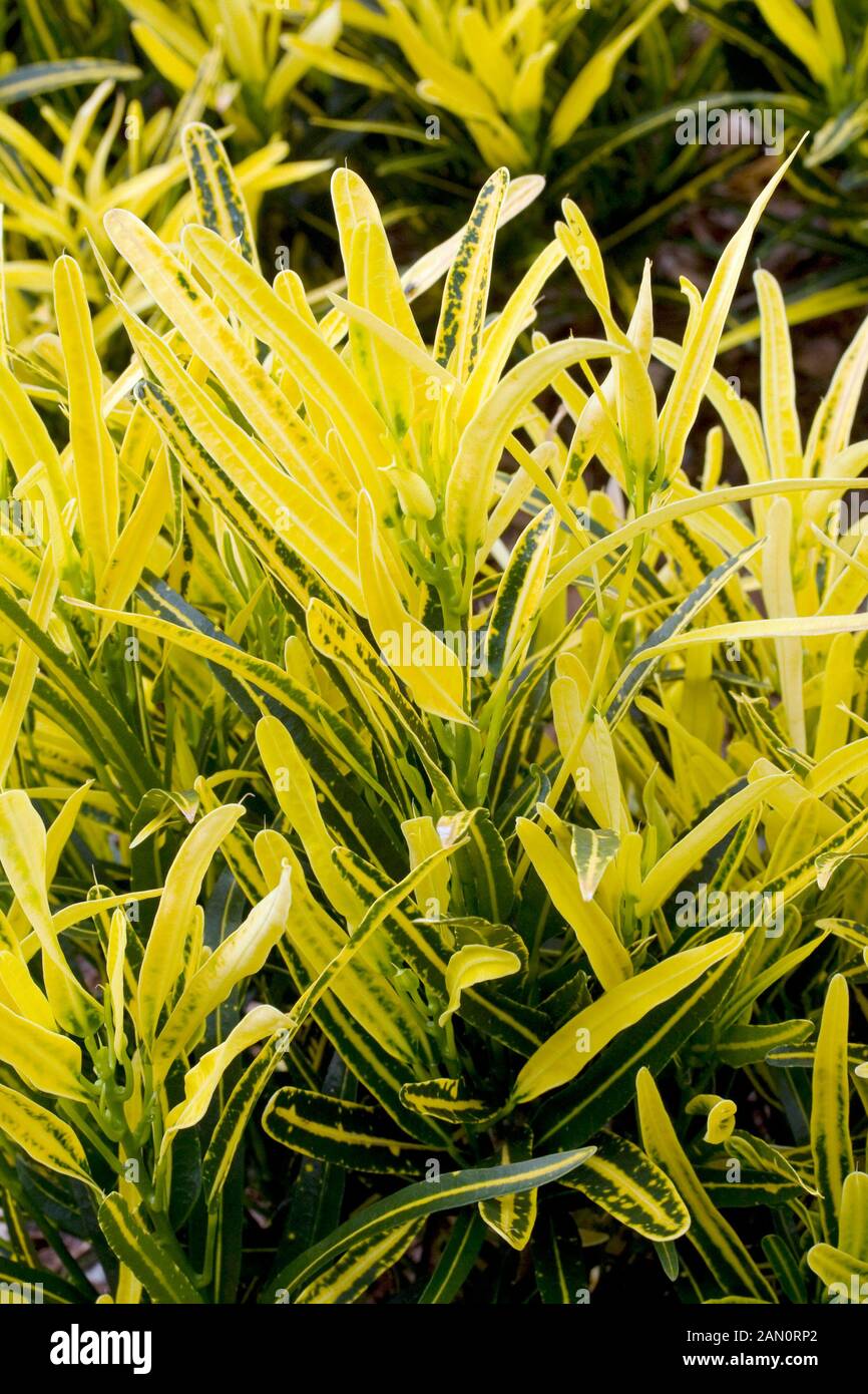 Banana variegata immagini e fotografie stock ad alta risoluzione - Alamy
