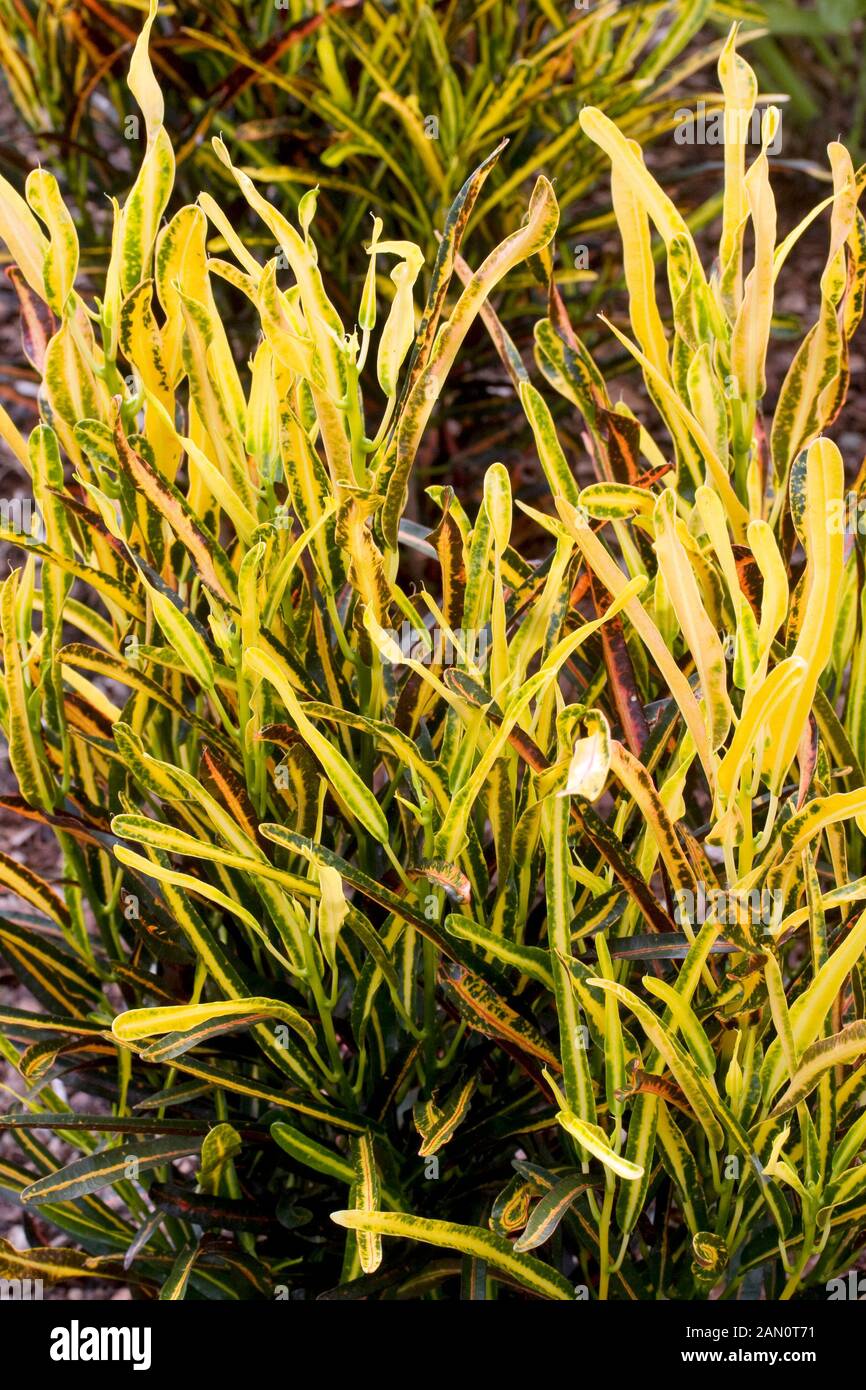 Banana variegata immagini e fotografie stock ad alta risoluzione - Alamy