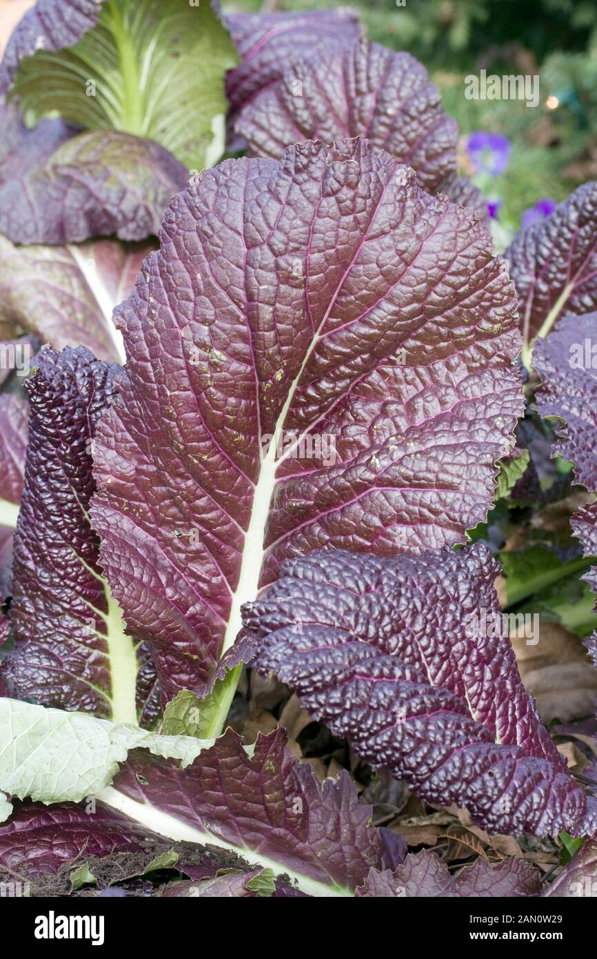Senape gigante rossa immagini e fotografie stock ad alta risoluzione ...