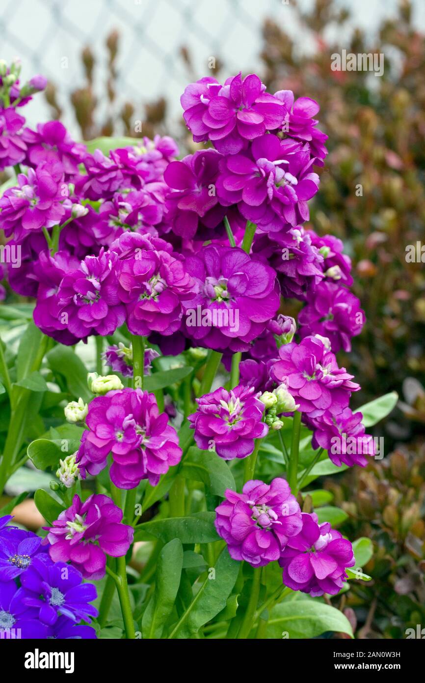 Matthiola incana immagini e fotografie stock ad alta risoluzione - Alamy
