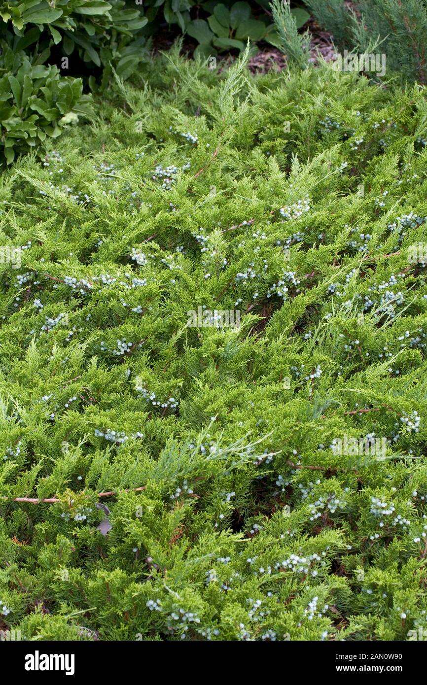 Juniperus sabina immagini e fotografie stock ad alta risoluzione - Alamy