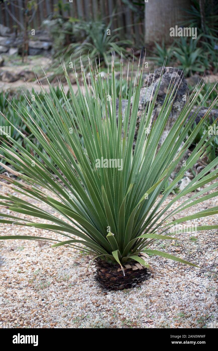 Dasylirion texanum immagini e fotografie stock ad alta risoluzione - Alamy