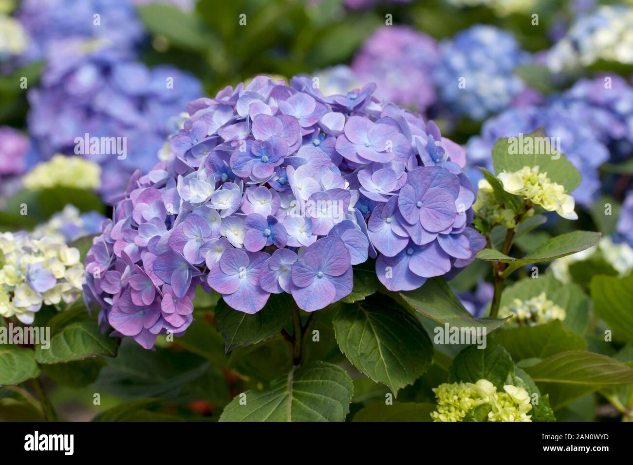 Hydrangea macrophylla blue immagini e fotografie stock ad alta risoluzione - Alamy