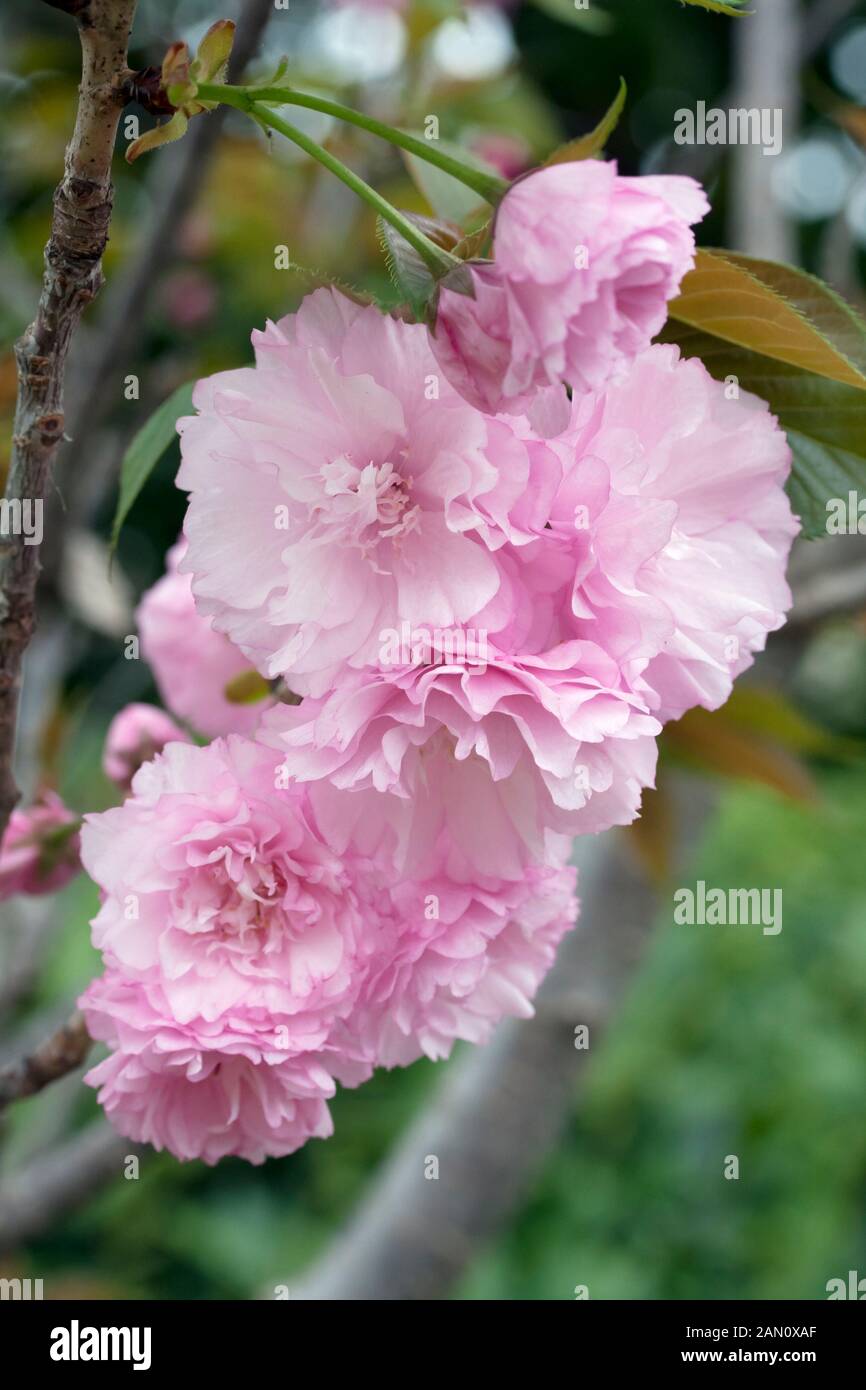Prunus serrulata kwanzan immagini e fotografie stock ad alta ...