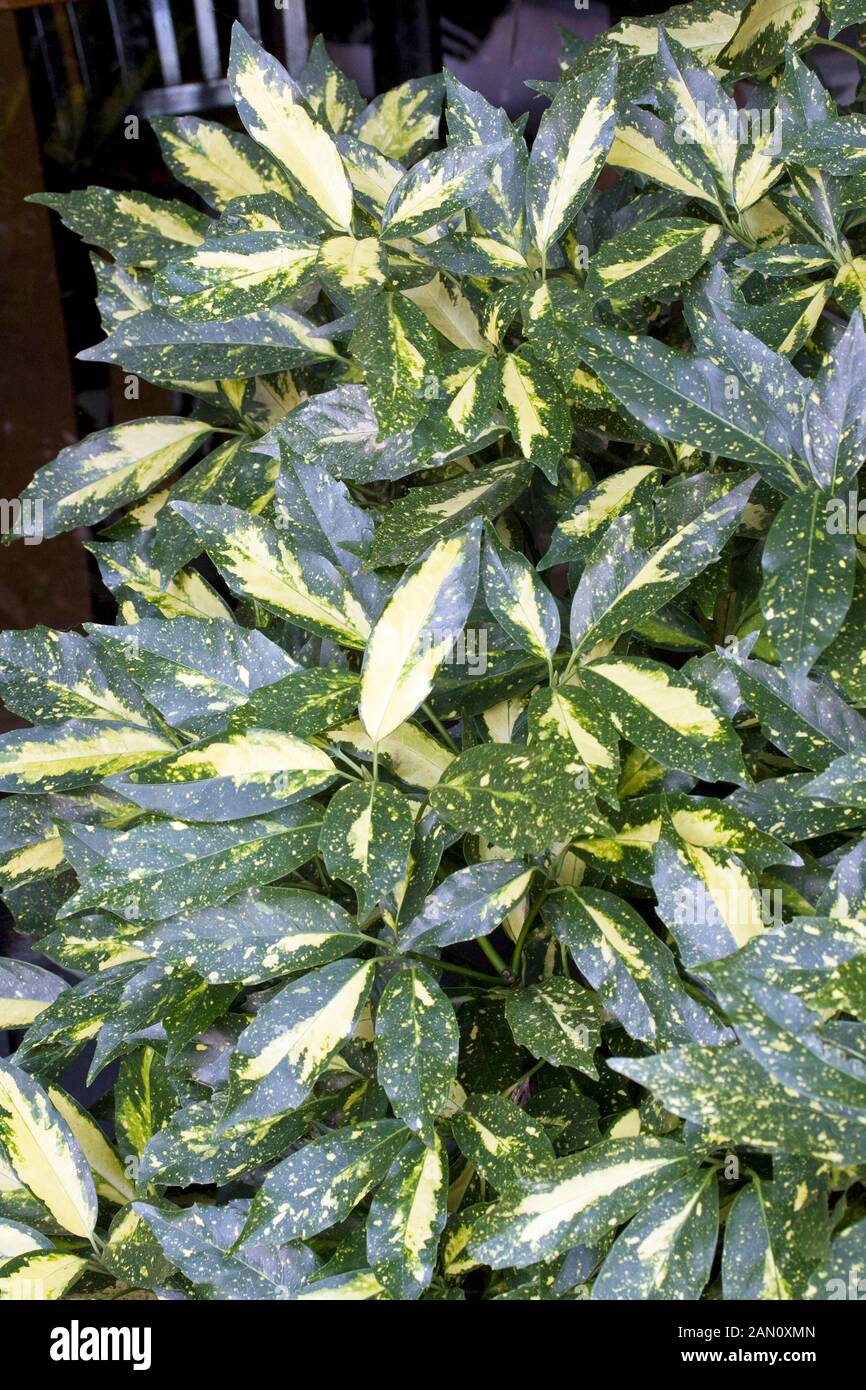 Aucuba japonica variegata immagini e fotografie stock ad alta ...