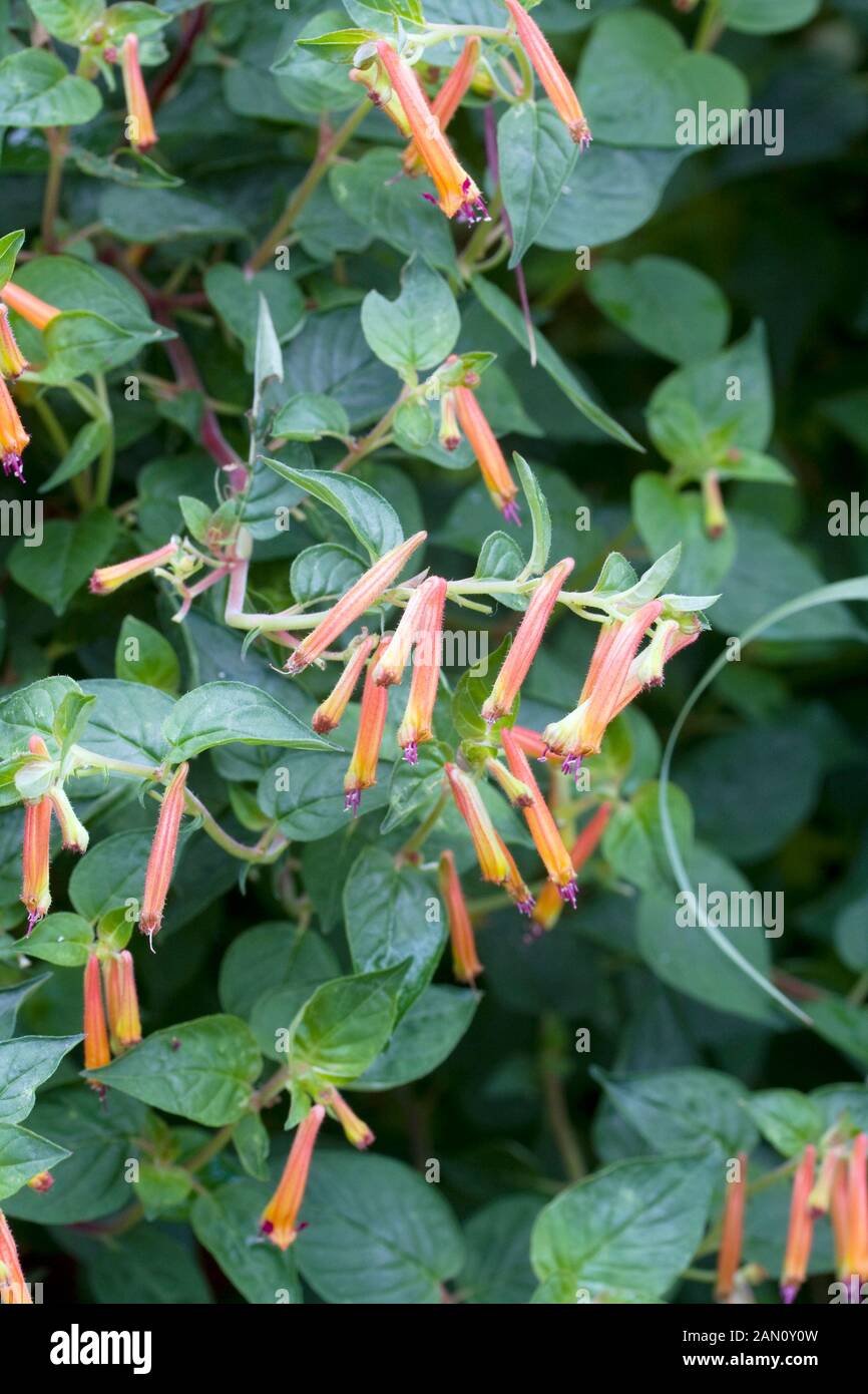 Pianta di sigaro cuphea immagini e fotografie stock ad alta risoluzione ...