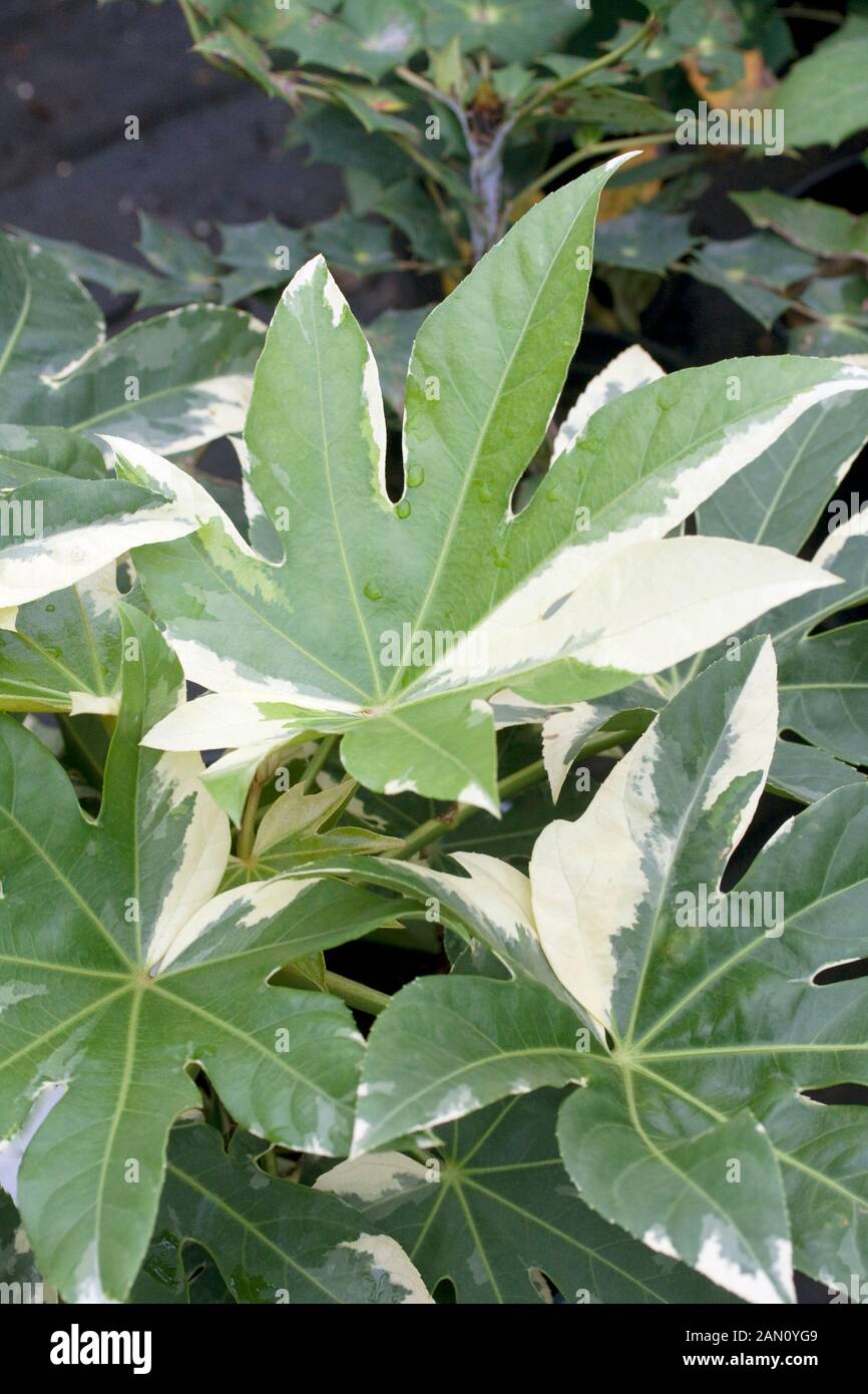 Fatsia japonica variegata immagini e fotografie stock ad alta ...