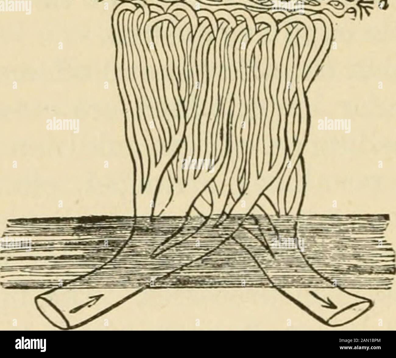 Le leggi e i meccanismi di circolazione, con il principio della ...