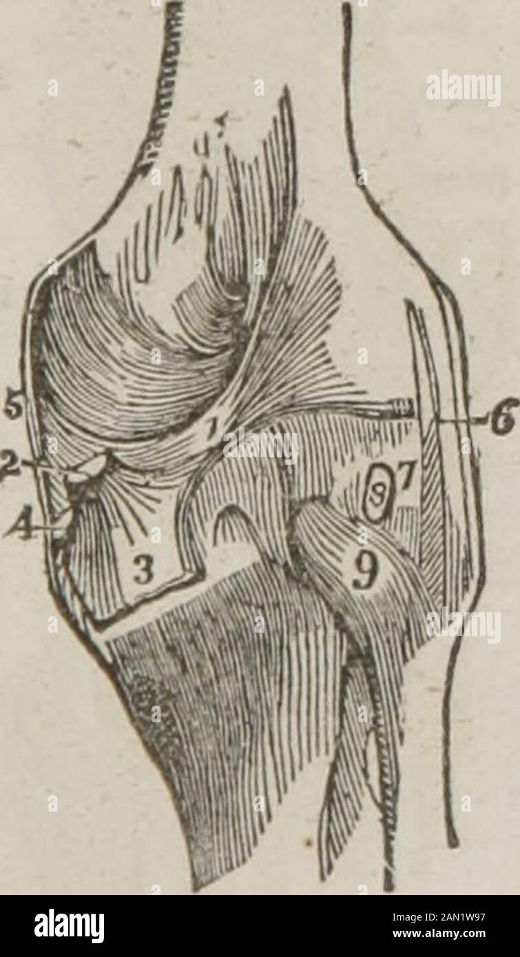 Anatomia e fisiologia : ideato per le accademie e le famiglie . Fig. 43 ...