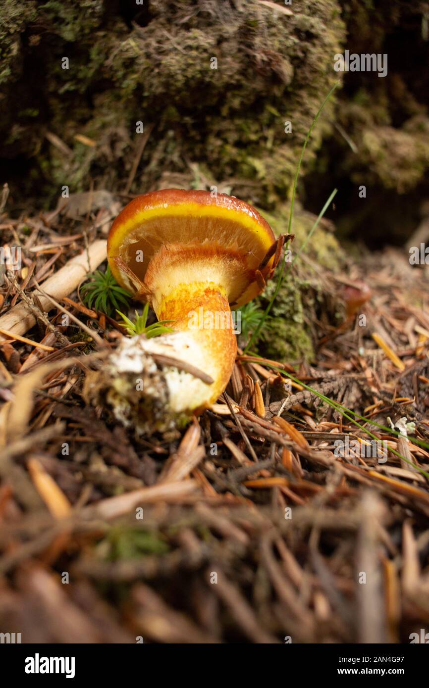 Boletus flavus immagini e fotografie stock ad alta risoluzione - Alamy