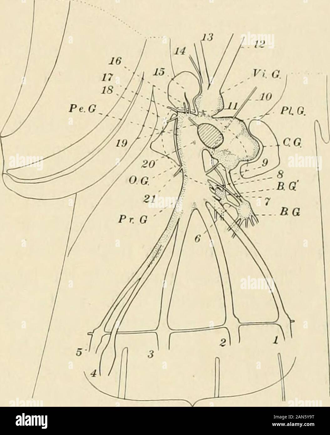Anatomia del calamaro immagini e fotografie stock ad alta risoluzione ...