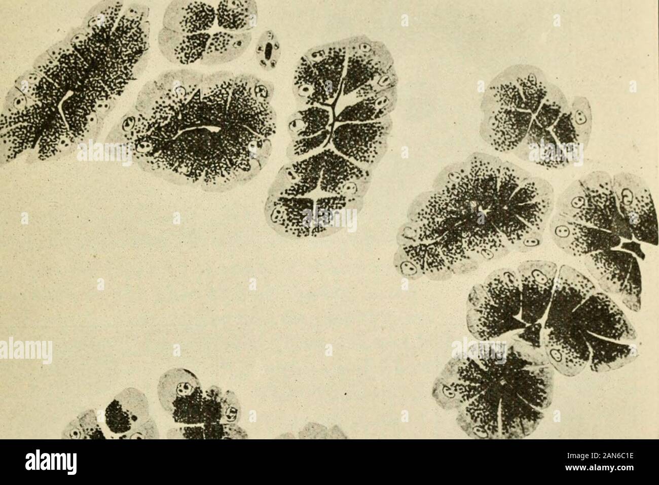 Fisiologia e Biochimica in medicina moderna . ymes come quelle presenti ...