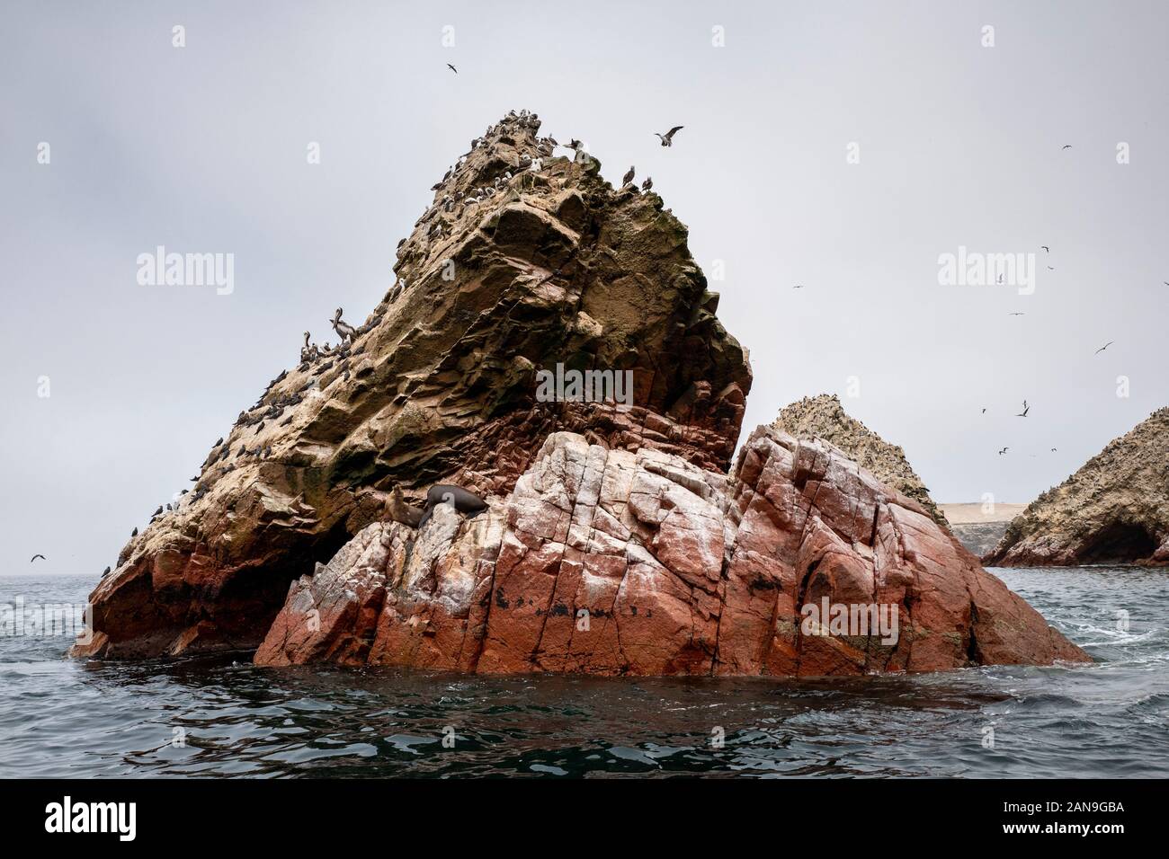 Isole di ballestas alla riserva di paracas in perù immagini e ...