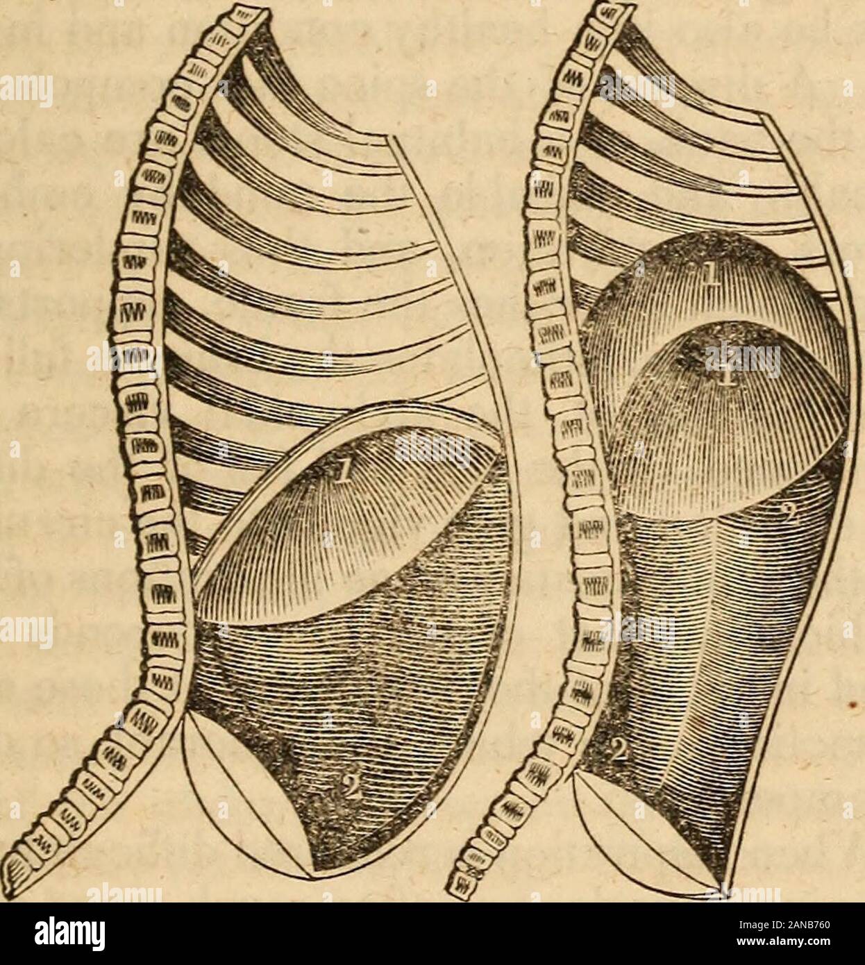 Costole false immagini e fotografie stock ad alta risoluzione - Alamy
