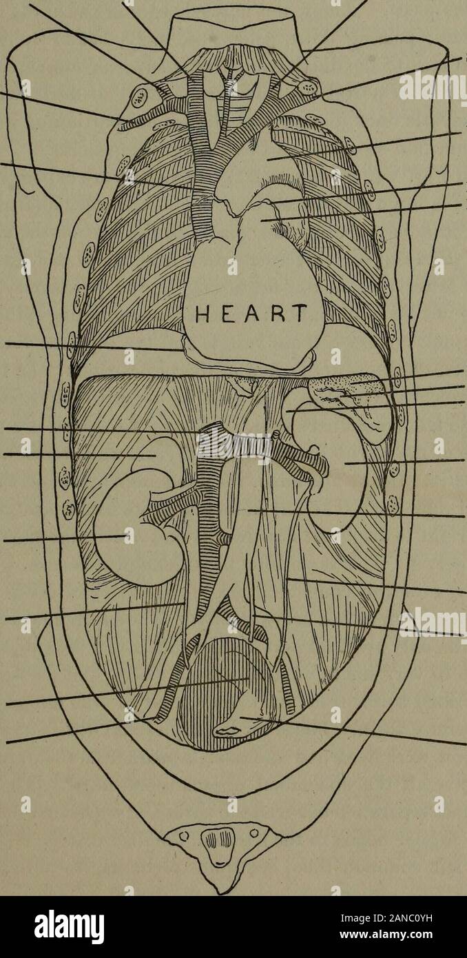 Comunicazioni mediche del Massachusetts Medical Society . ImpressionlOR ...