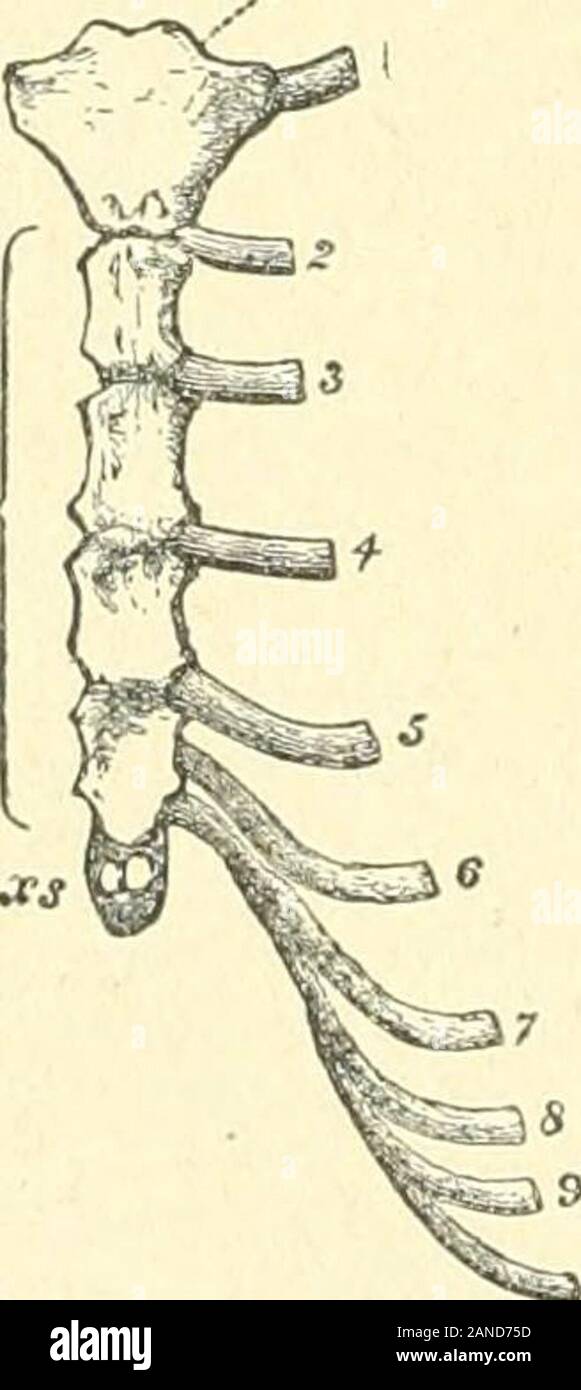 Costole false immagini e fotografie stock ad alta risoluzione - Alamy
