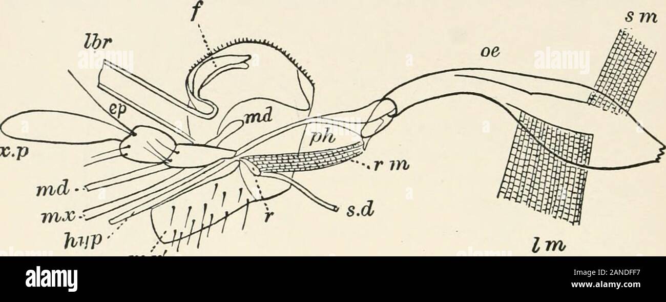 Un libro di testo di entomologia, compresa l'anatomia, fisiologia ...