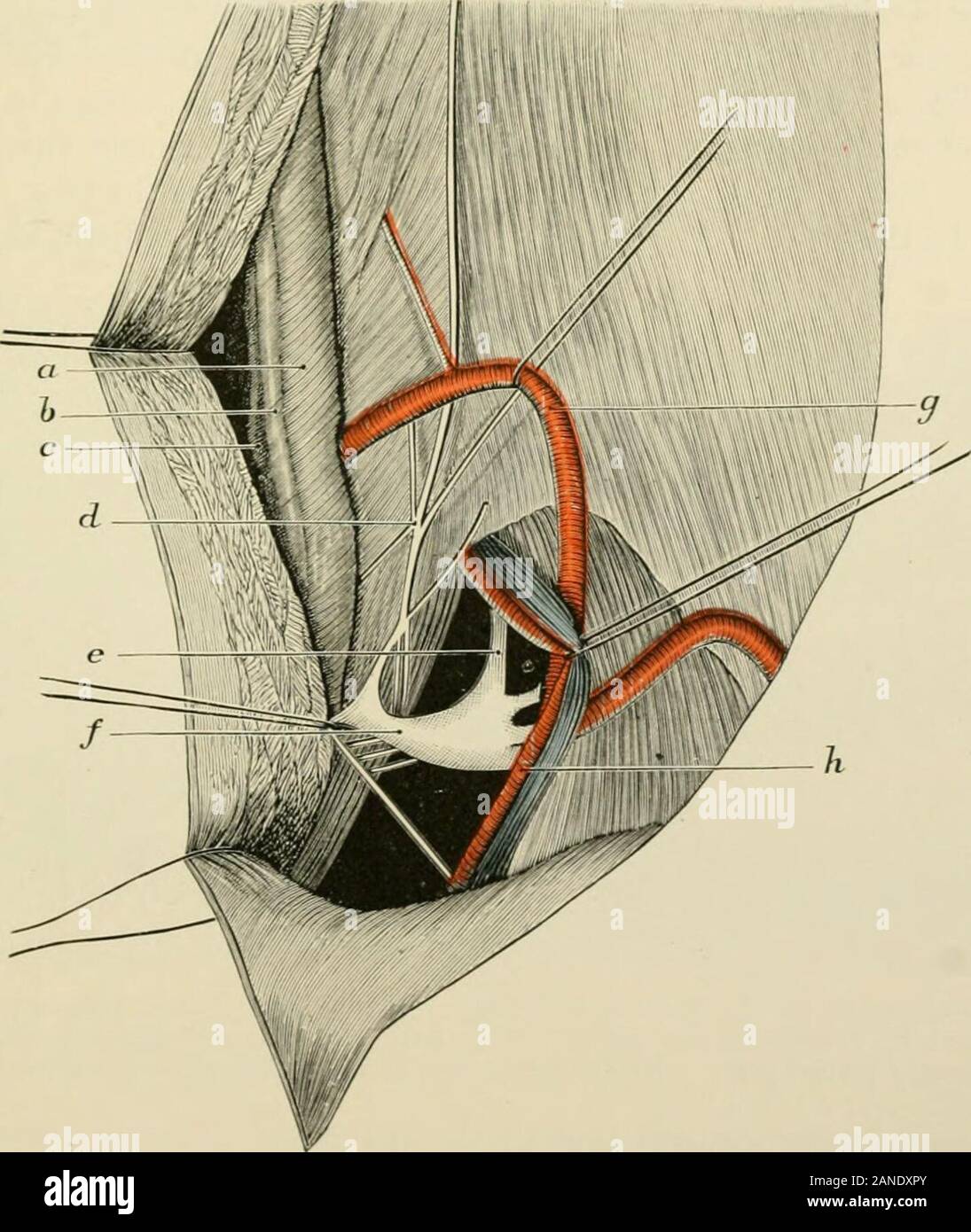 Arteria tiroidea superiore immagini e fotografie stock ad alta ...