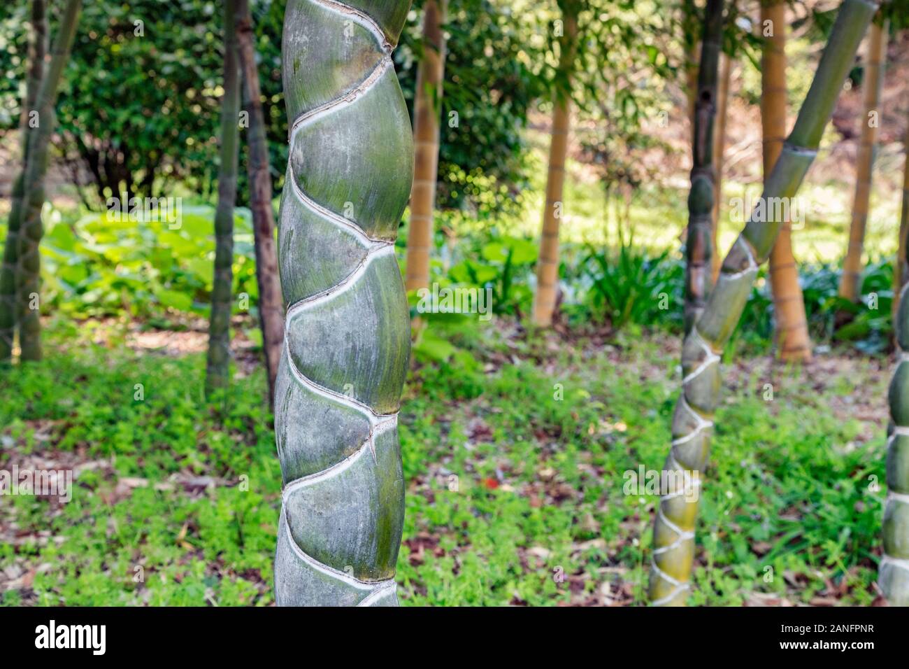Il bambù Phyllostachys Heterocycla nel bosco, noto come Turtle di bambù ...