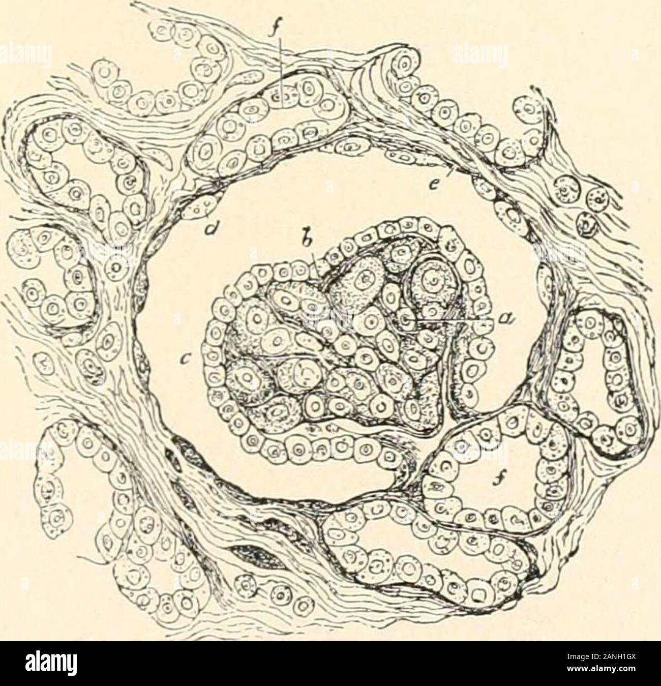 Fisiologia umana . I, epitheliumof tubulo convoluto.. L'Abete;. 112 ...