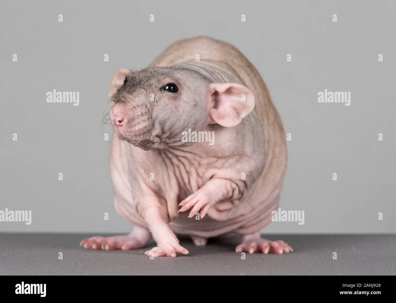 Ratto animale domestico calvo immagini e fotografie stock ad alta ...