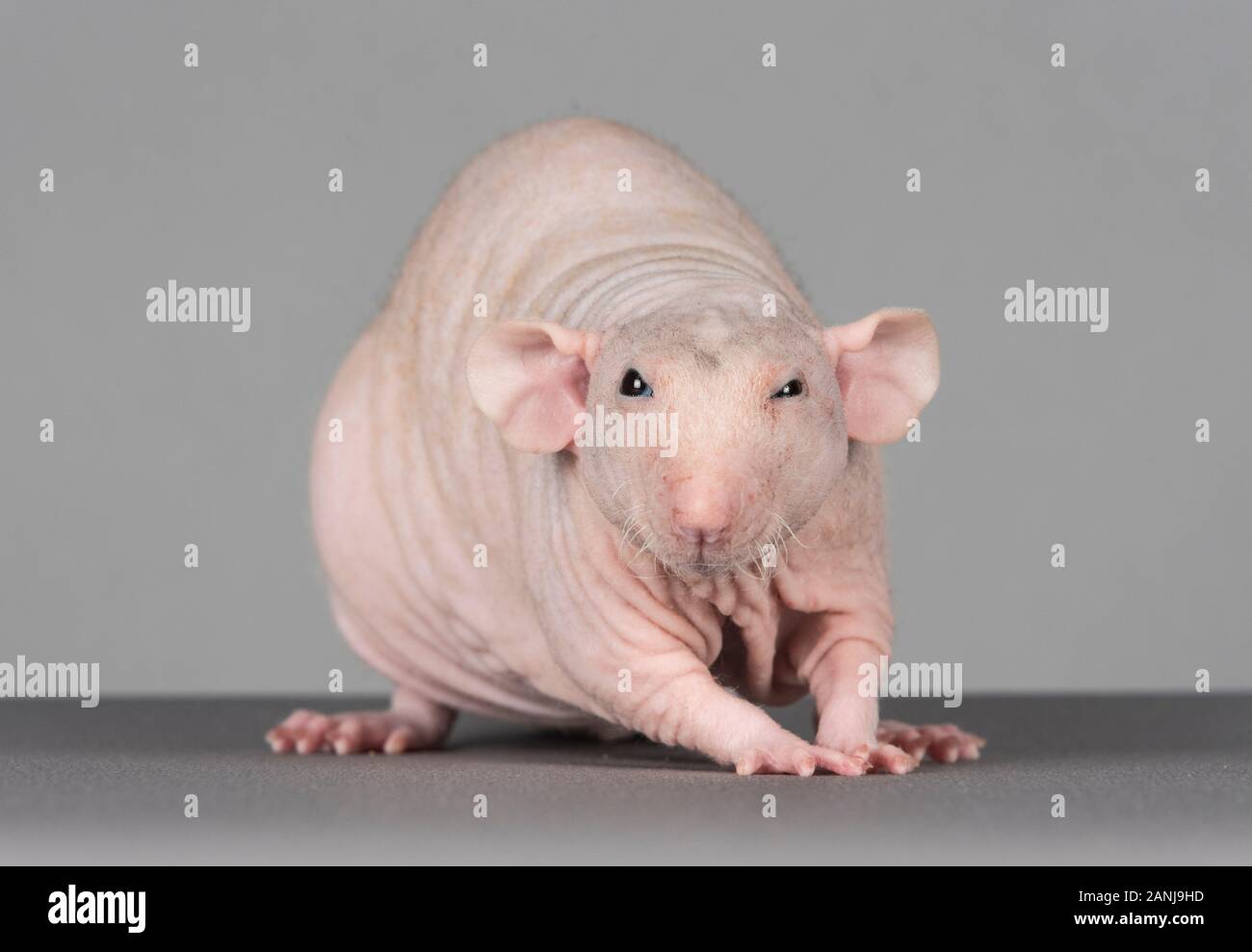 Ratto animale domestico calvo immagini e fotografie stock ad alta ...