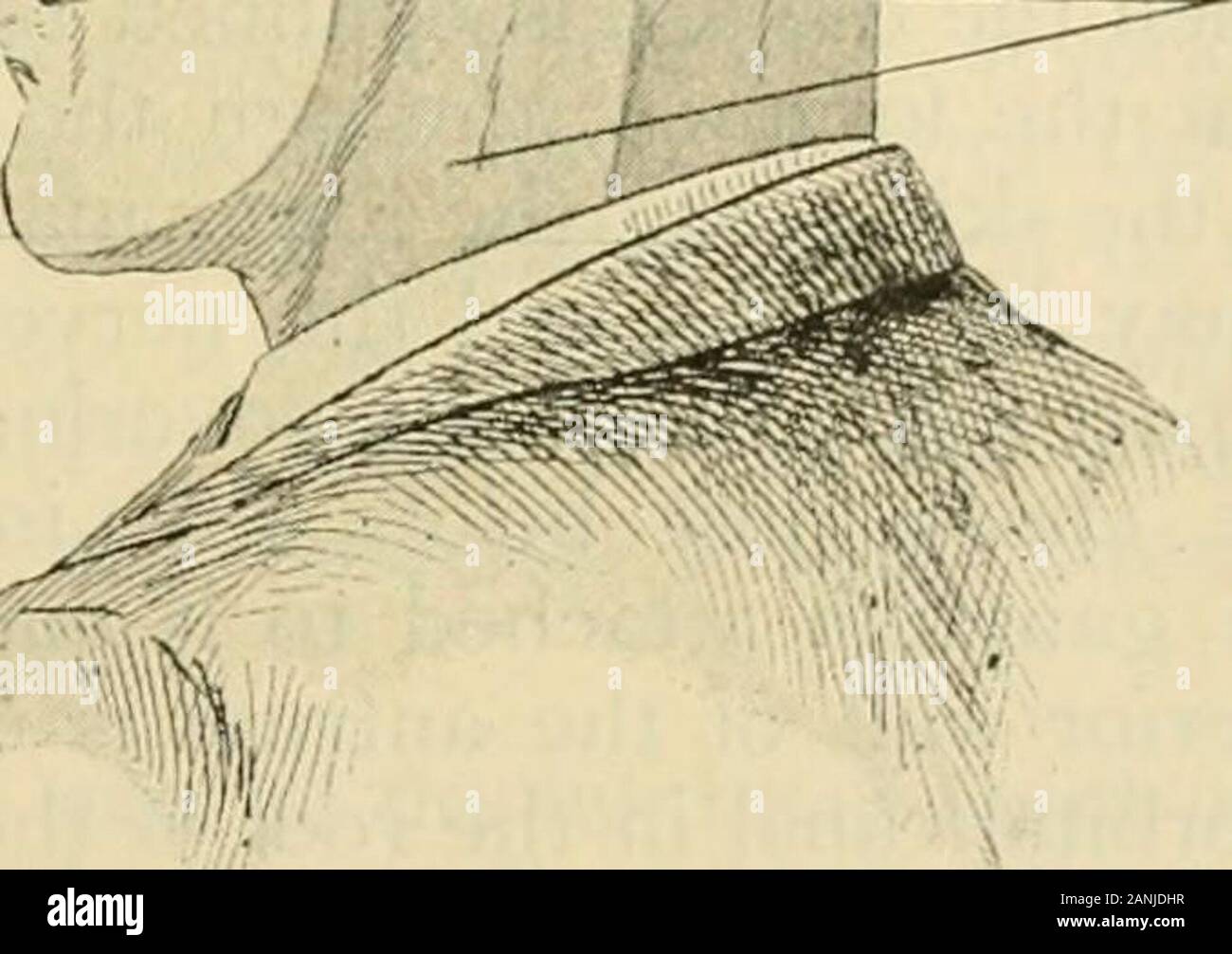 Anatomia Umana, tra cui la struttura e lo sviluppo e considerazioni di ...