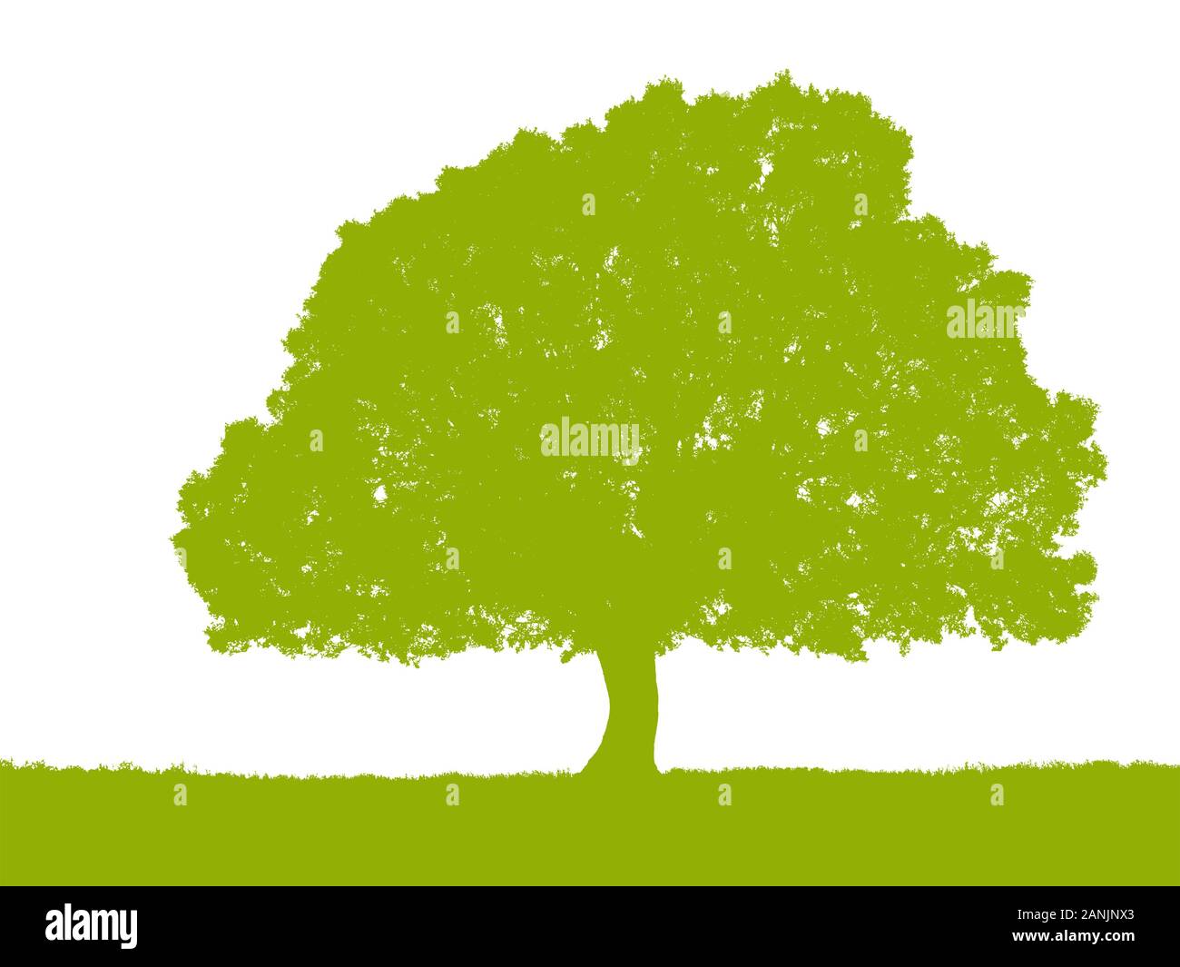 Oak tree silhouette white background immagini e fotografie stock ad ...