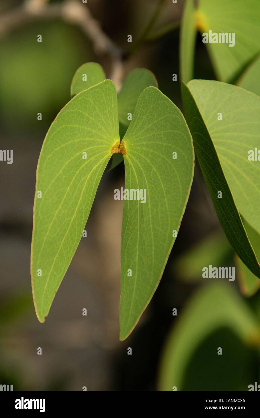 Mopane tree immagini e fotografie stock ad alta risoluzione - Alamy