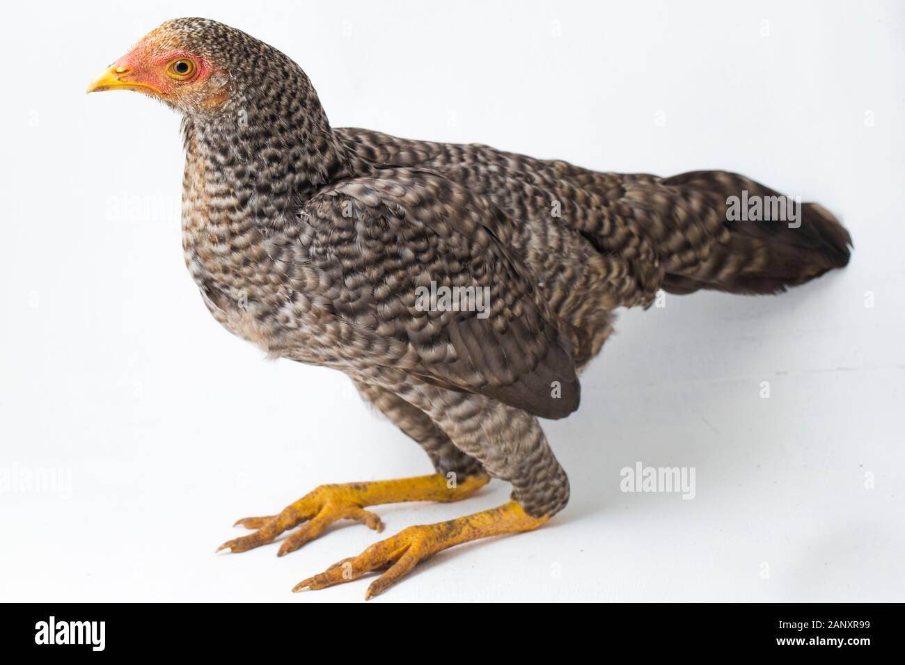 La Gallina Ayam Kampong o Kampung è la razza di pollo segnalati dall ...