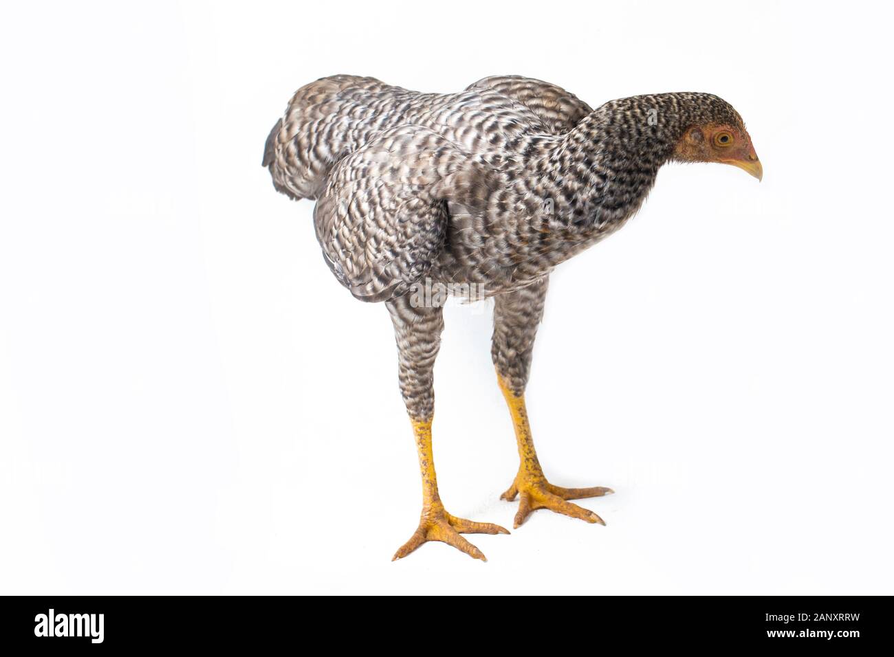 La Gallina Ayam Kampong o Kampung è la razza di pollo segnalati dall ...