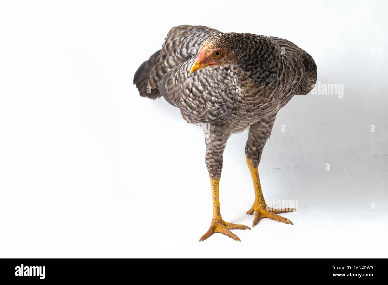 La Gallina Ayam Kampong o Kampung è la razza di pollo segnalati dall ...