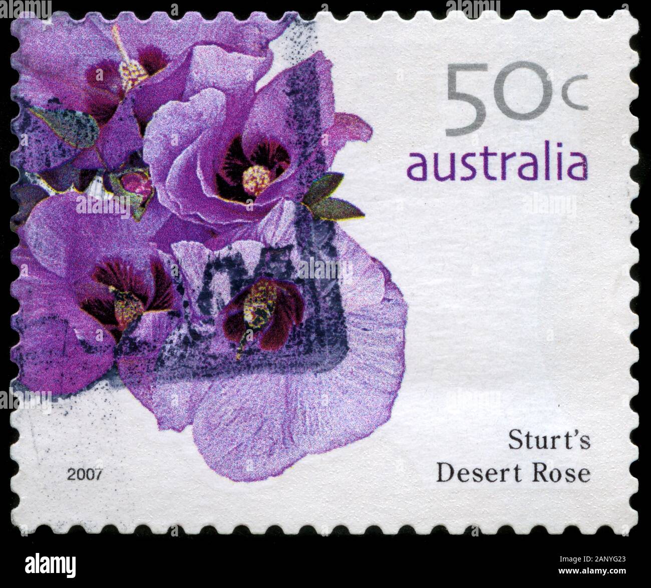 Sturts desert rose immagini e fotografie stock ad alta risoluzione - Alamy