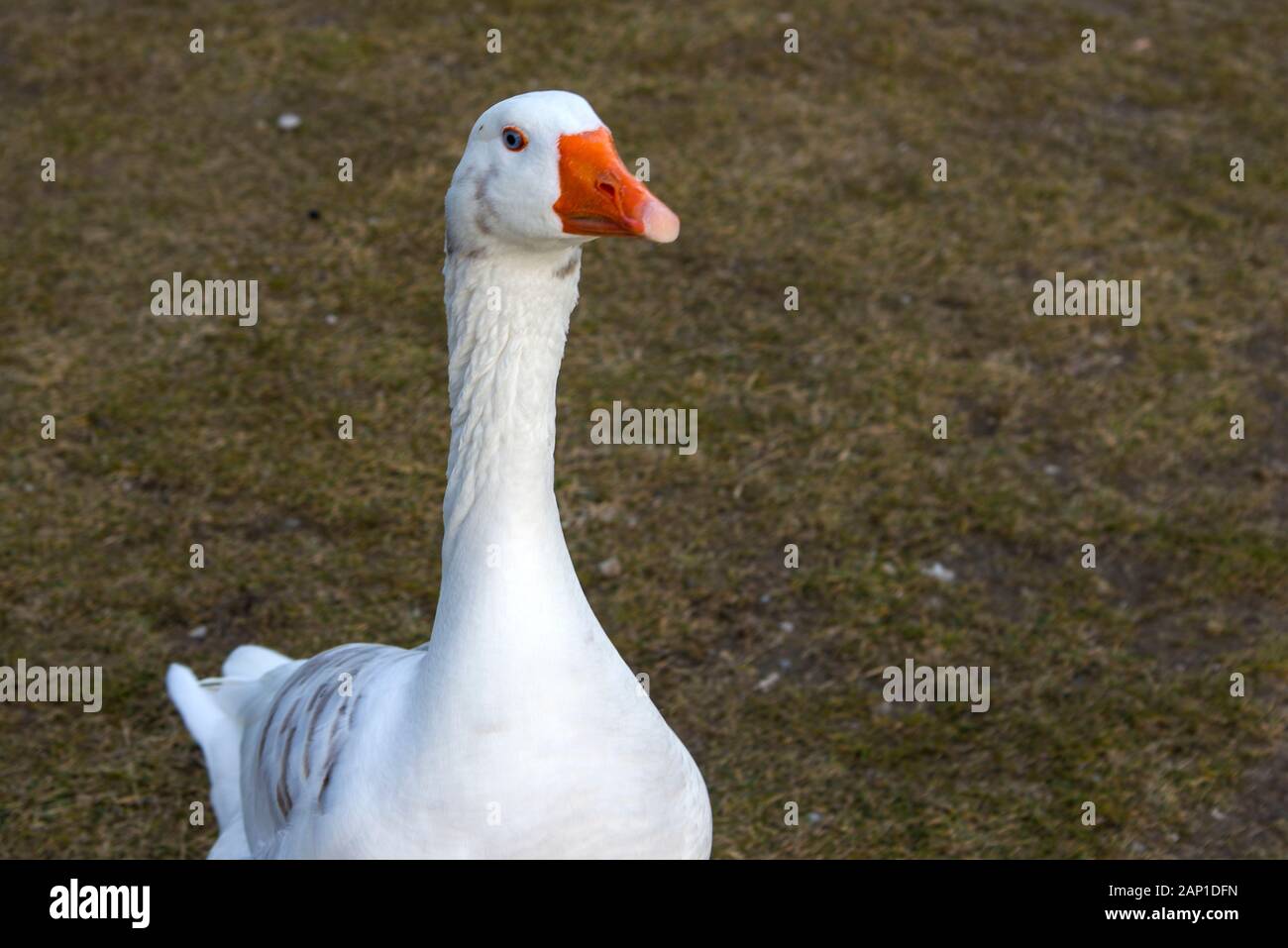 Uccelli uccello oca oca gander immagini e fotografie stock ad alta ...