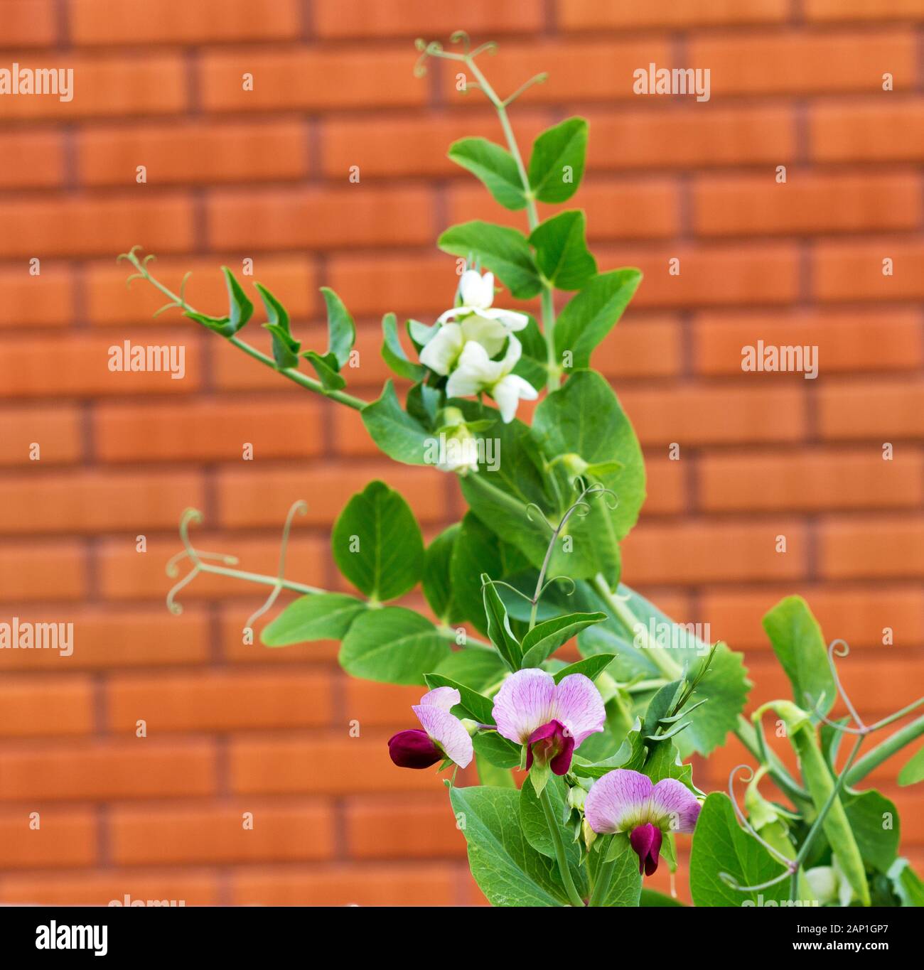 Pianta di piselli con fiori sullo sfondo di un muro di mattoni. Pianta ...