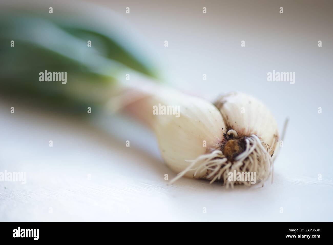 Cipolla con radici immagini e fotografie stock ad alta risoluzione - Alamy