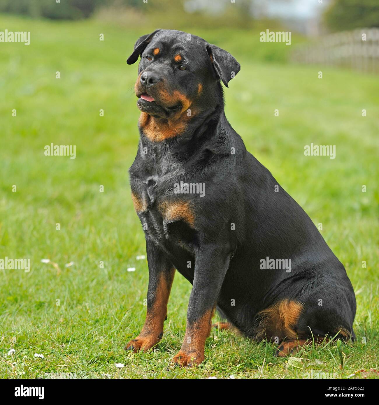 Rottweiler razza di cane immagini e fotografie stock ad alta ...