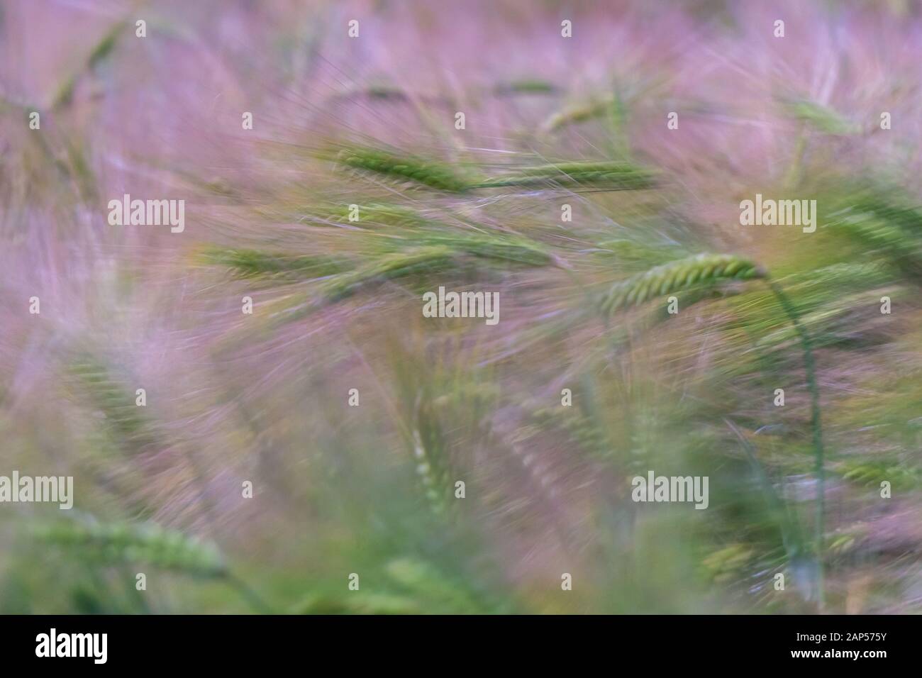 Forniture di orzo immagini e fotografie stock ad alta risoluzione - Alamy
