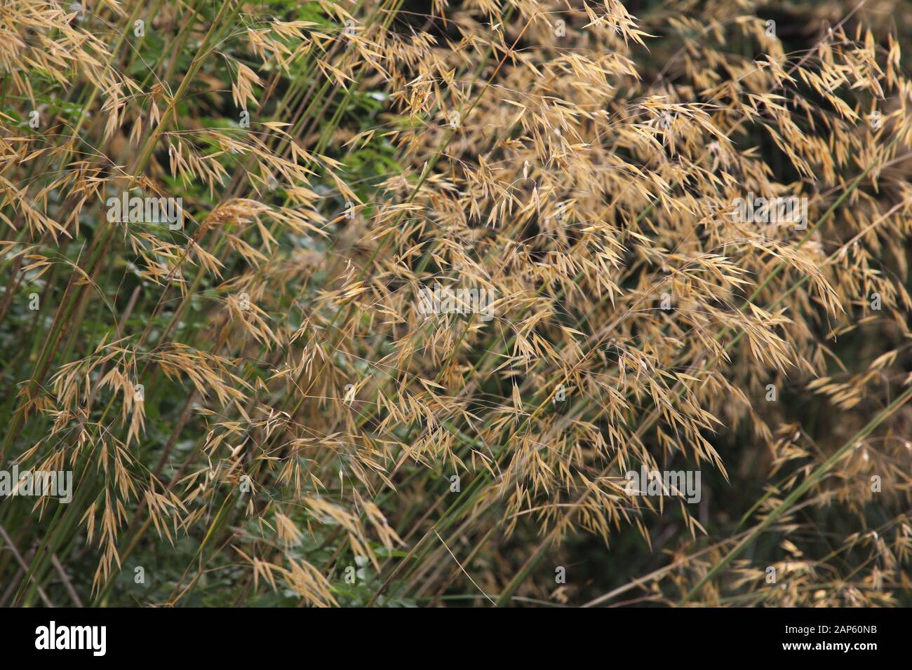 Semi di erba selvatica immagini e fotografie stock ad alta risoluzione ...