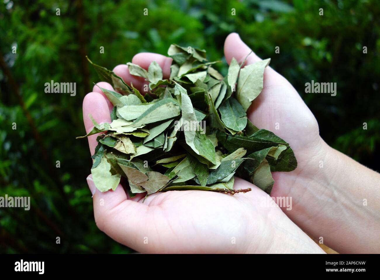 Coca Erythroxylum Coca Immagini e Fotos Stock - Alamy