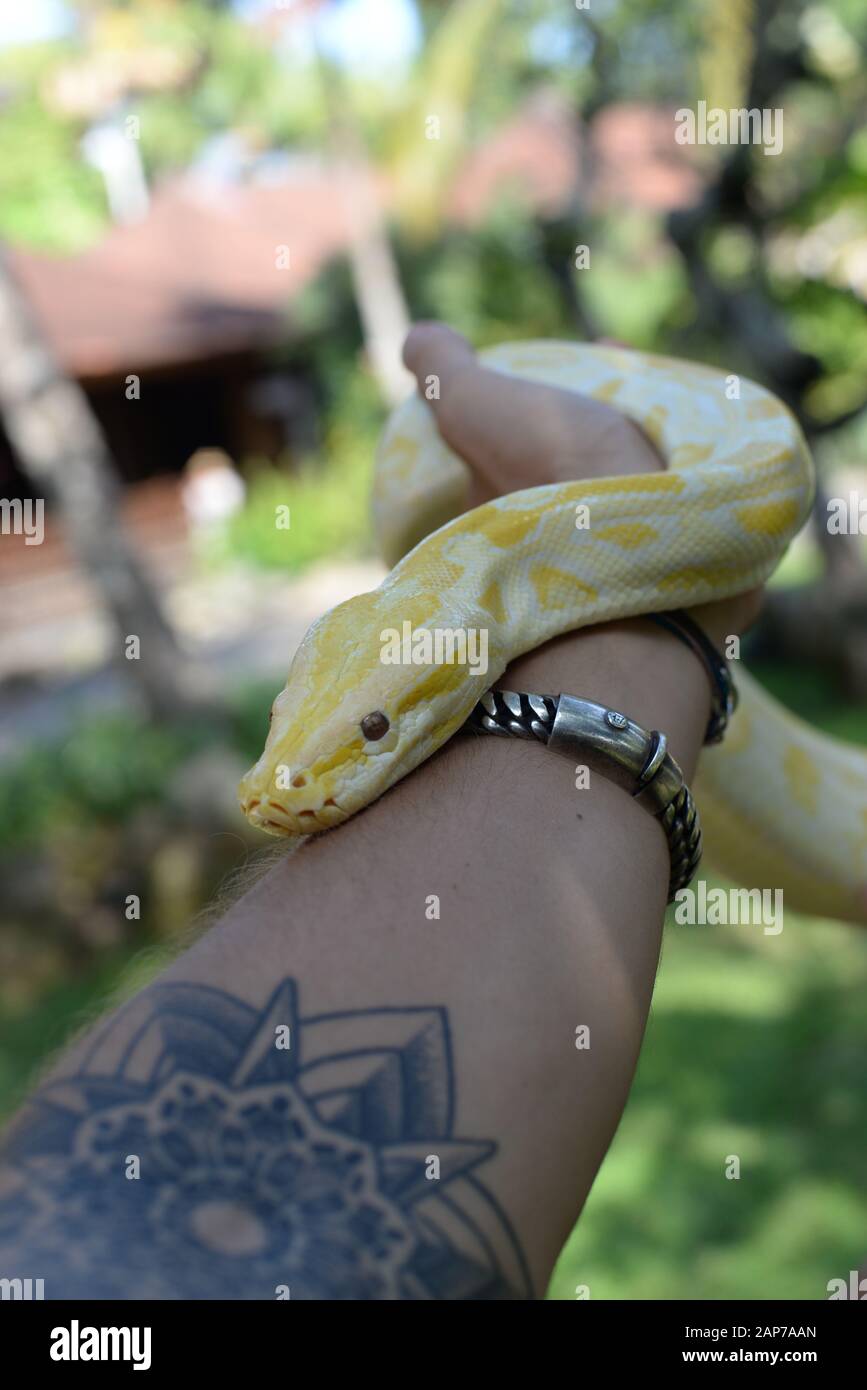 Boa constrictor giallo immagini e fotografie stock ad alta risoluzione ...