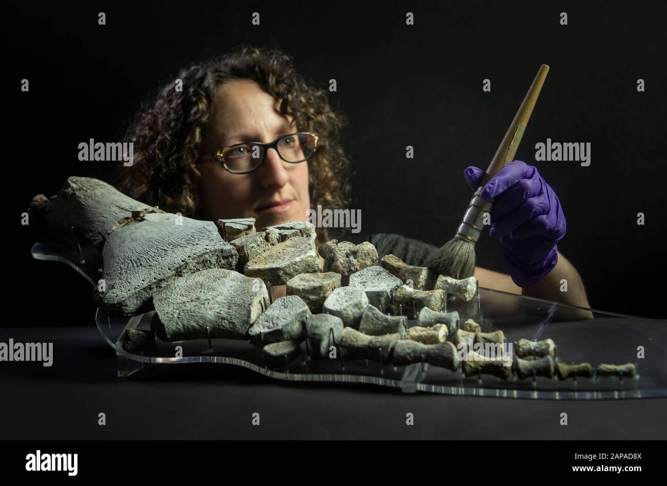 Plesiosauro fossile immagini e fotografie stock ad alta risoluzione - Alamy