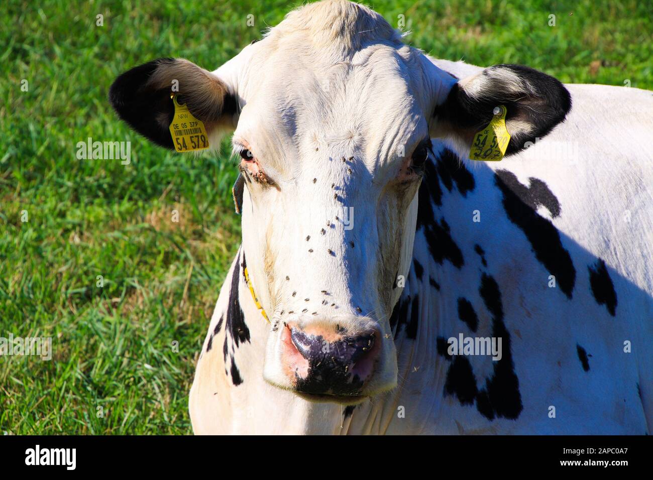 Macchie Di Mucca Immagini e Fotos Stock - Alamy