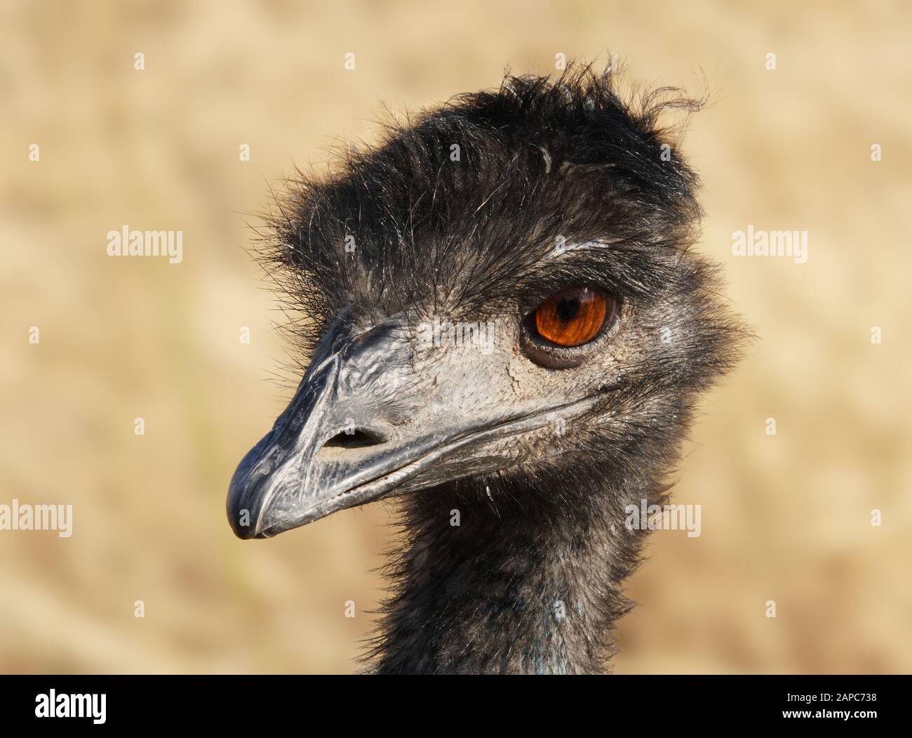 Occhi color ambra immagini e fotografie stock ad alta risoluzione - Alamy