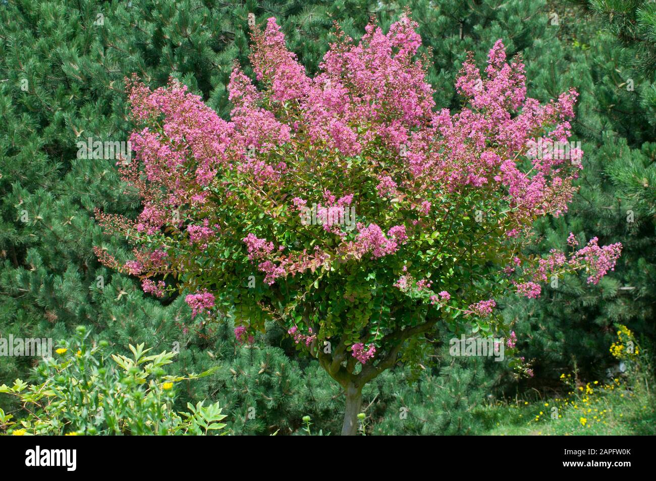 Lagerstroemia indica immagini e fotografie stock ad alta risoluzione ...