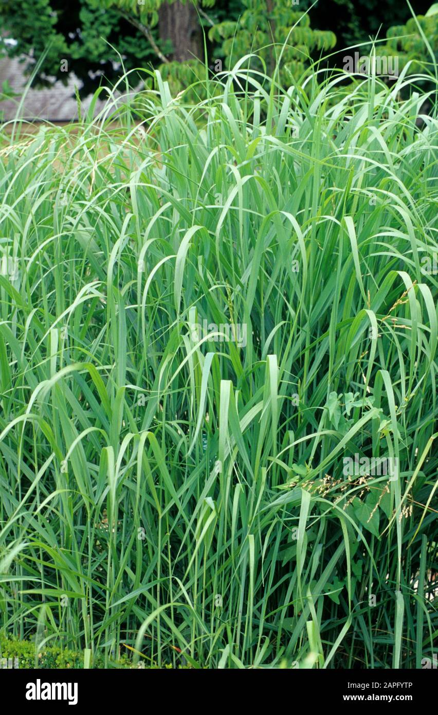 Festuca arundinacea immagini e fotografie stock ad alta risoluzione - Alamy