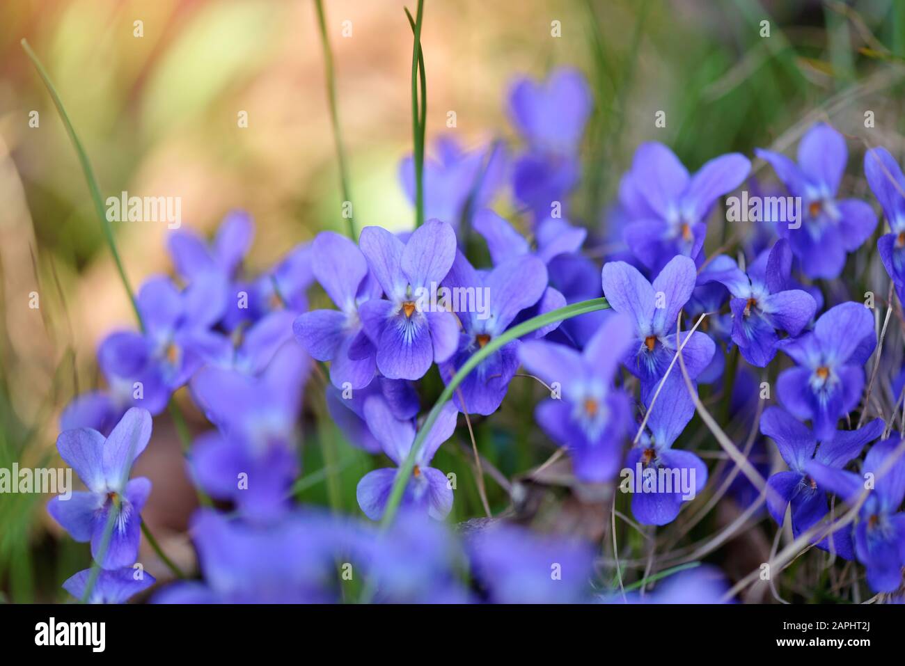 Viola selvatica viola viola odorata immagini e fotografie stock ad alta ...